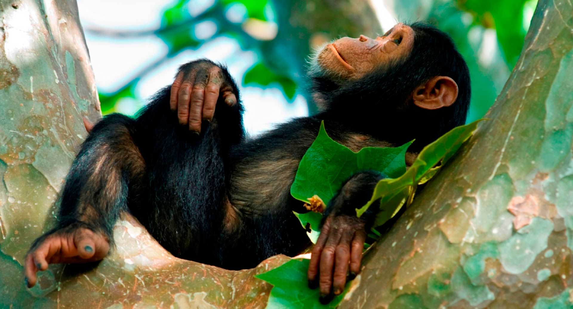 Chimps - Origins Safaris