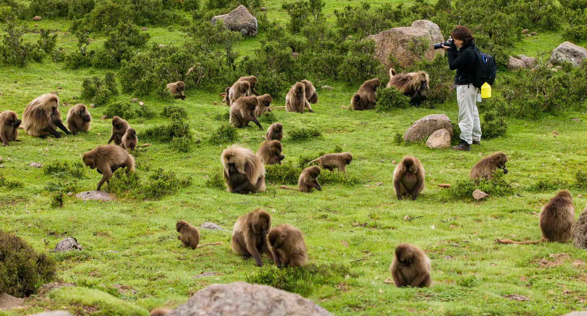 Endemic-species - Origins Safaris