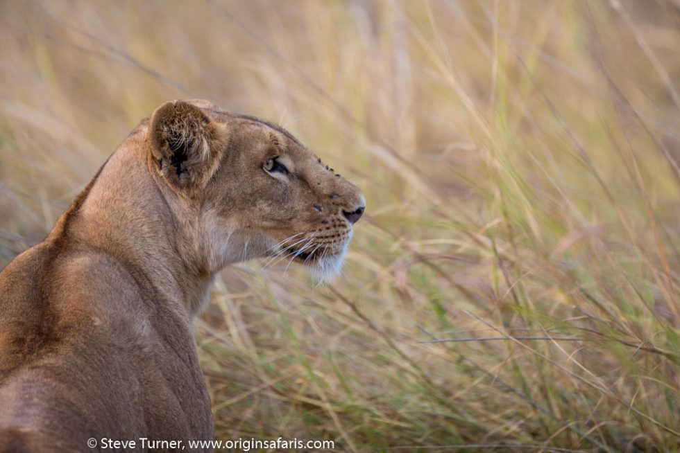 EXPERIENCE THE WONDERS OF PENDJARI NATIONAL PARK WITH ORIGINS SAFARIS ...